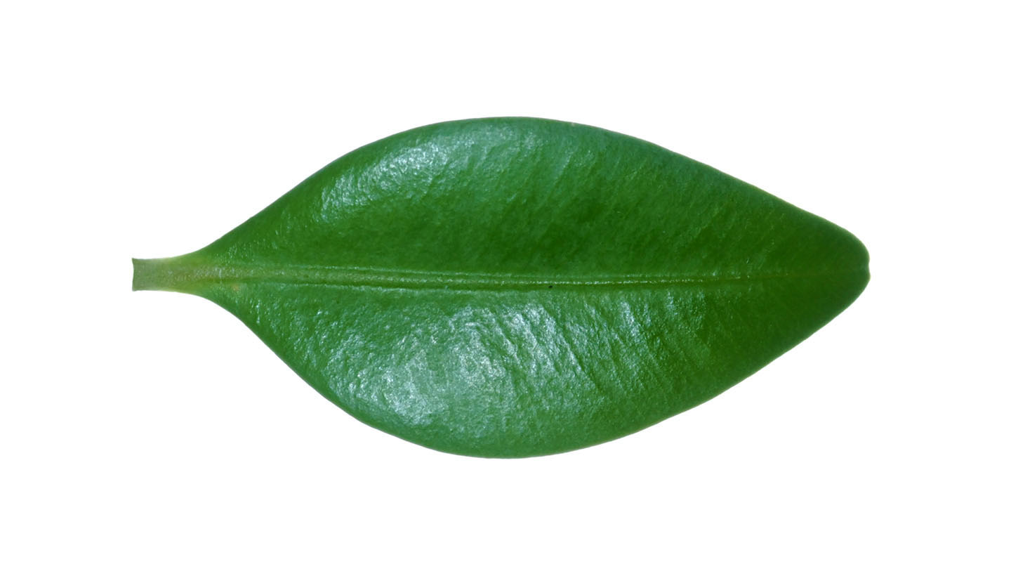 Common Box (Buxus sempervirens) - Woodland Trust