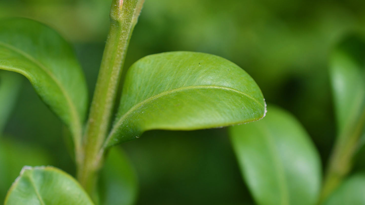 Common Box (Buxus sempervirens) - Woodland Trust