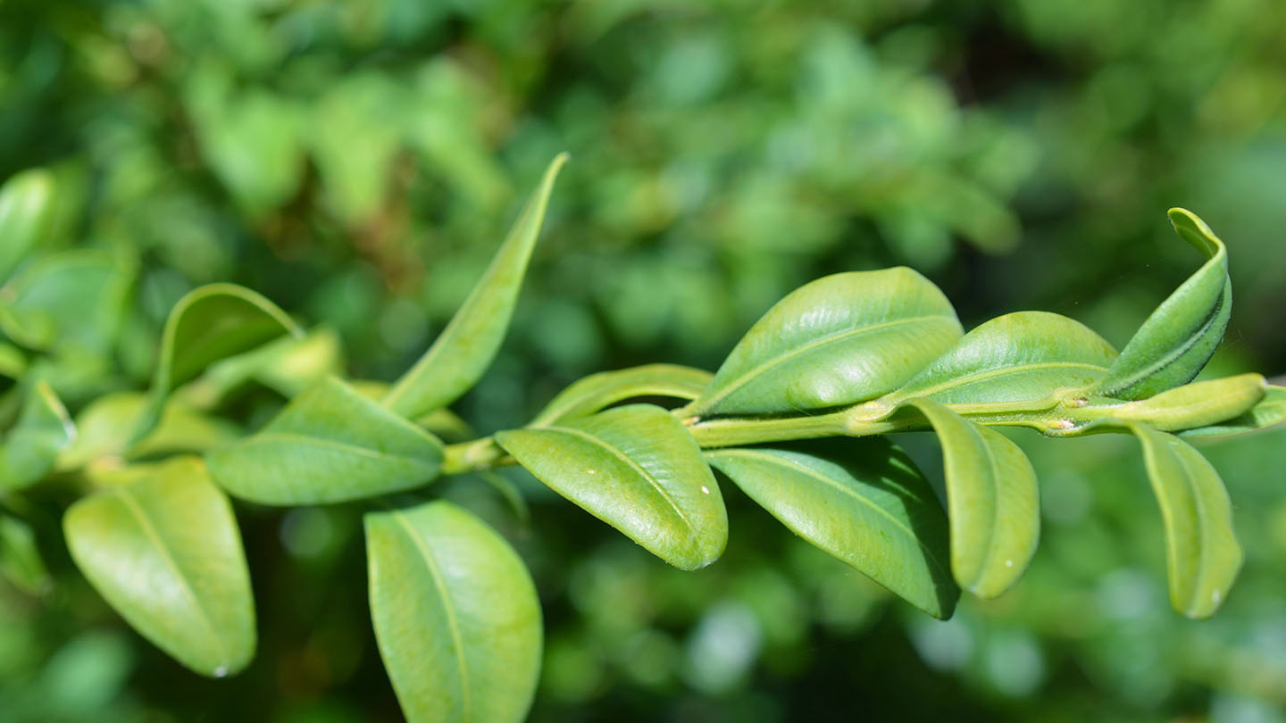 Common Box (Buxus sempervirens) - Woodland Trust
