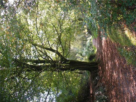 Rhododendron Wood - Woodland Trust