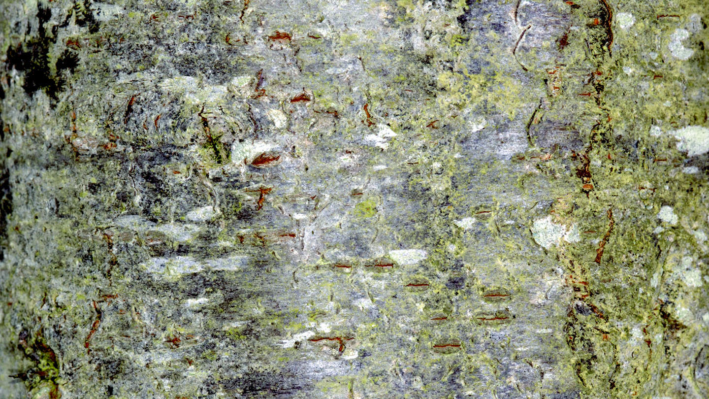 Blackthorn (Prunus spinosa) - British Trees - Woodland Trust