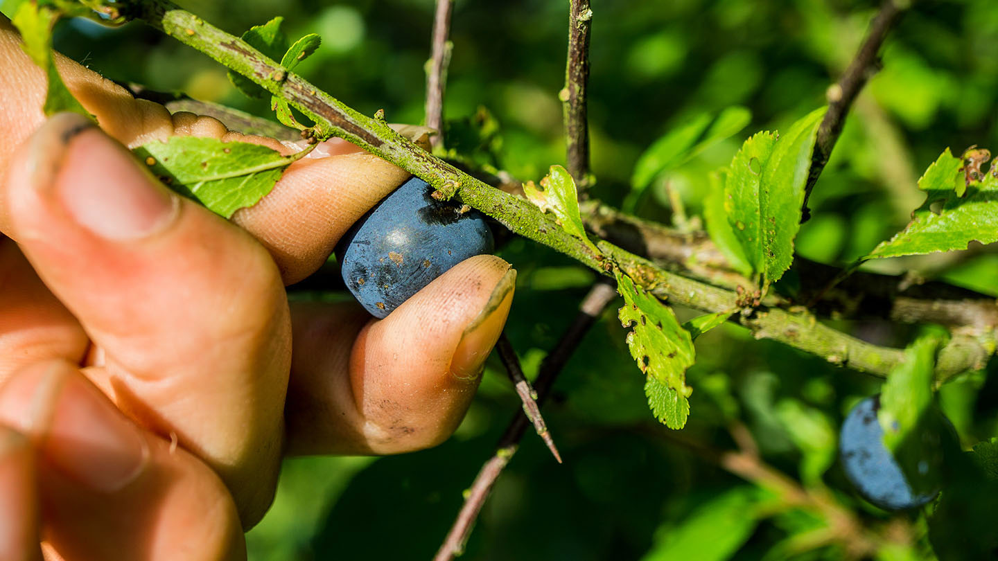 Blackthorn (Prunus spinosa) - British Trees - Woodland Trust