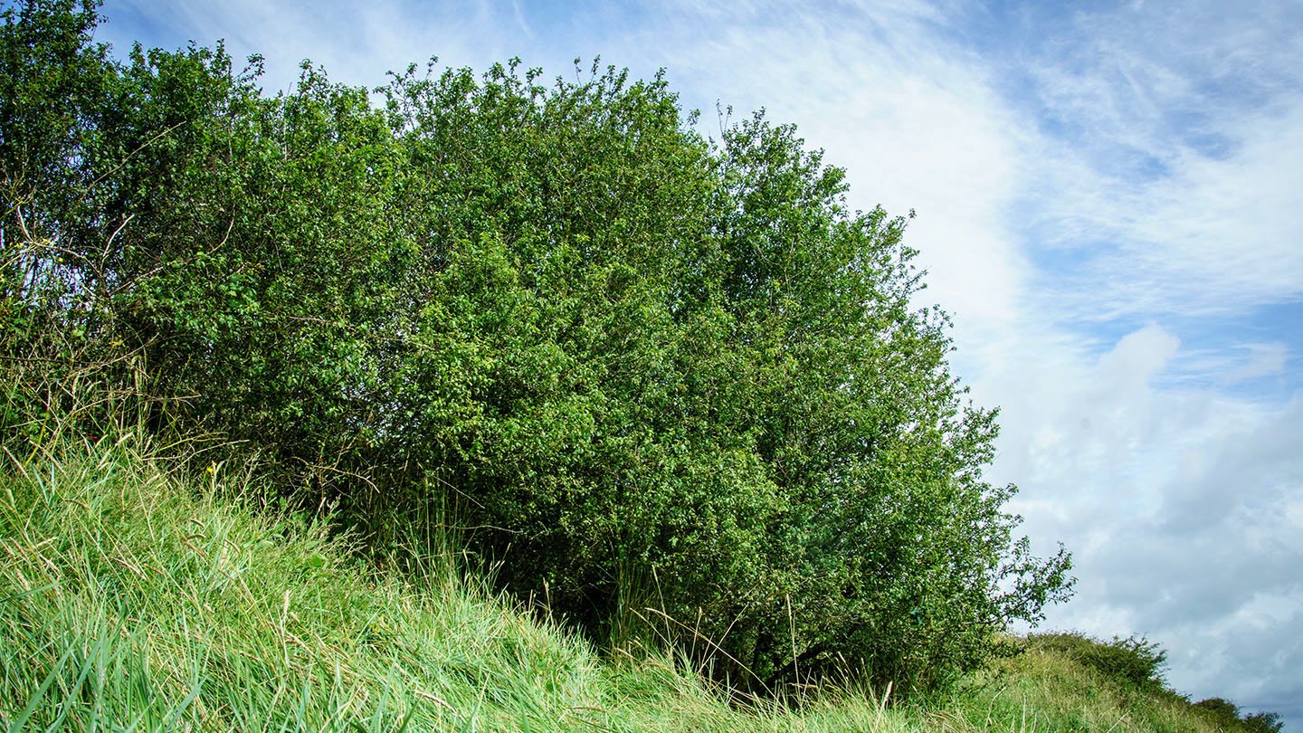 Blackthorn (Prunus spinosa) - British Trees - Woodland Trust