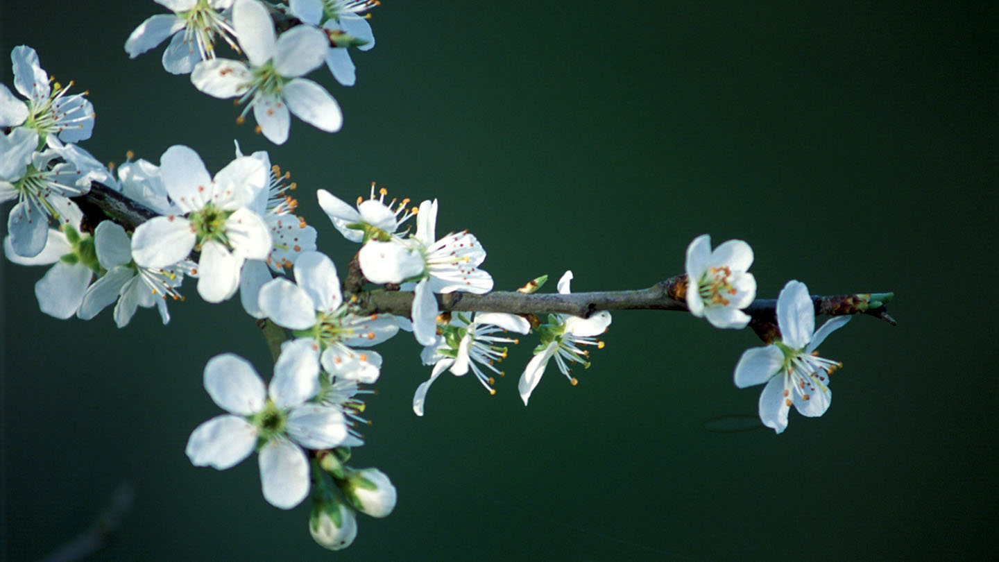 Blackthorn (Prunus spinosa) - British Trees - Woodland Trust