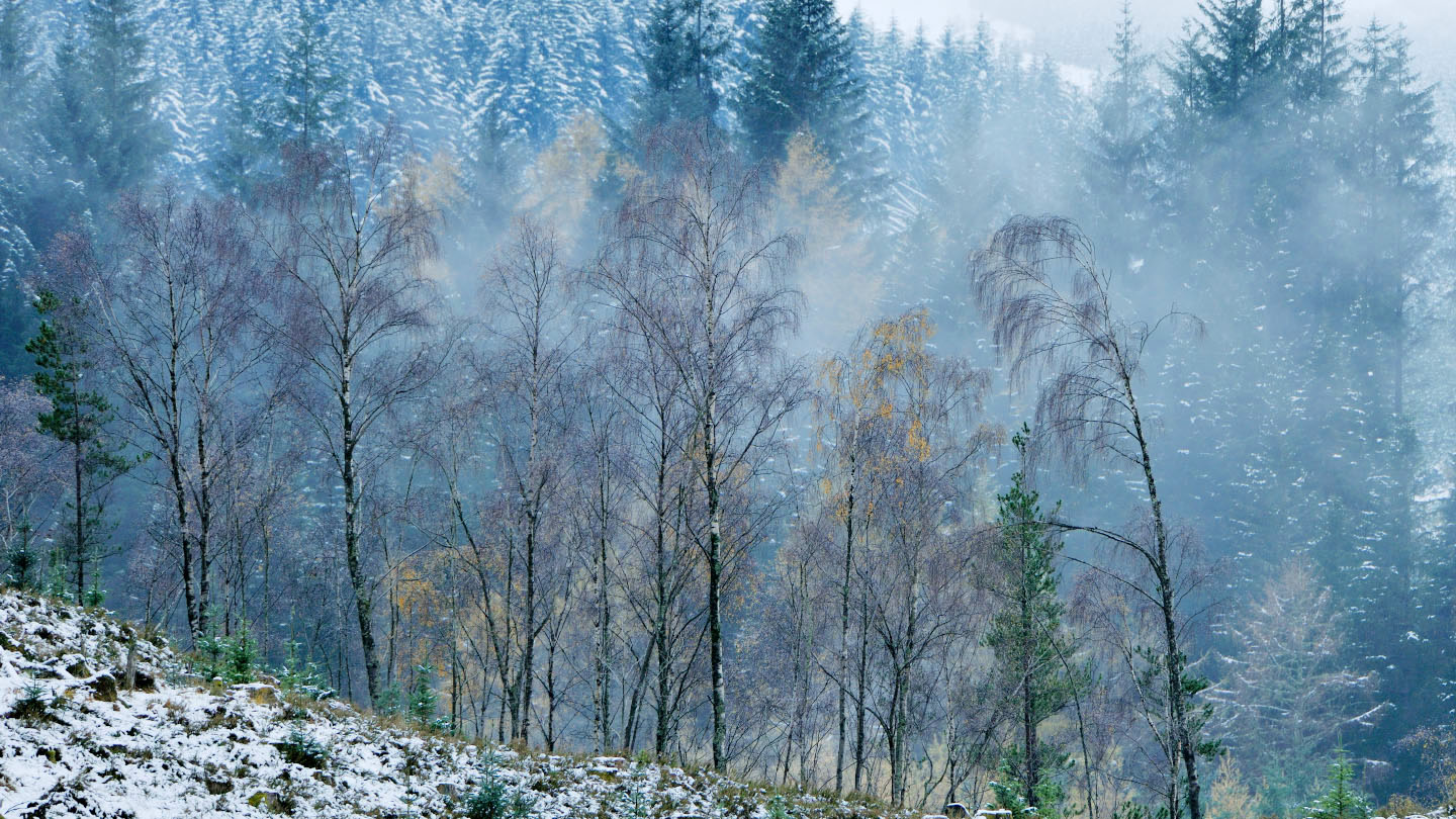 Silver Birch (Betula pendula) - British Trees - Woodland Trust