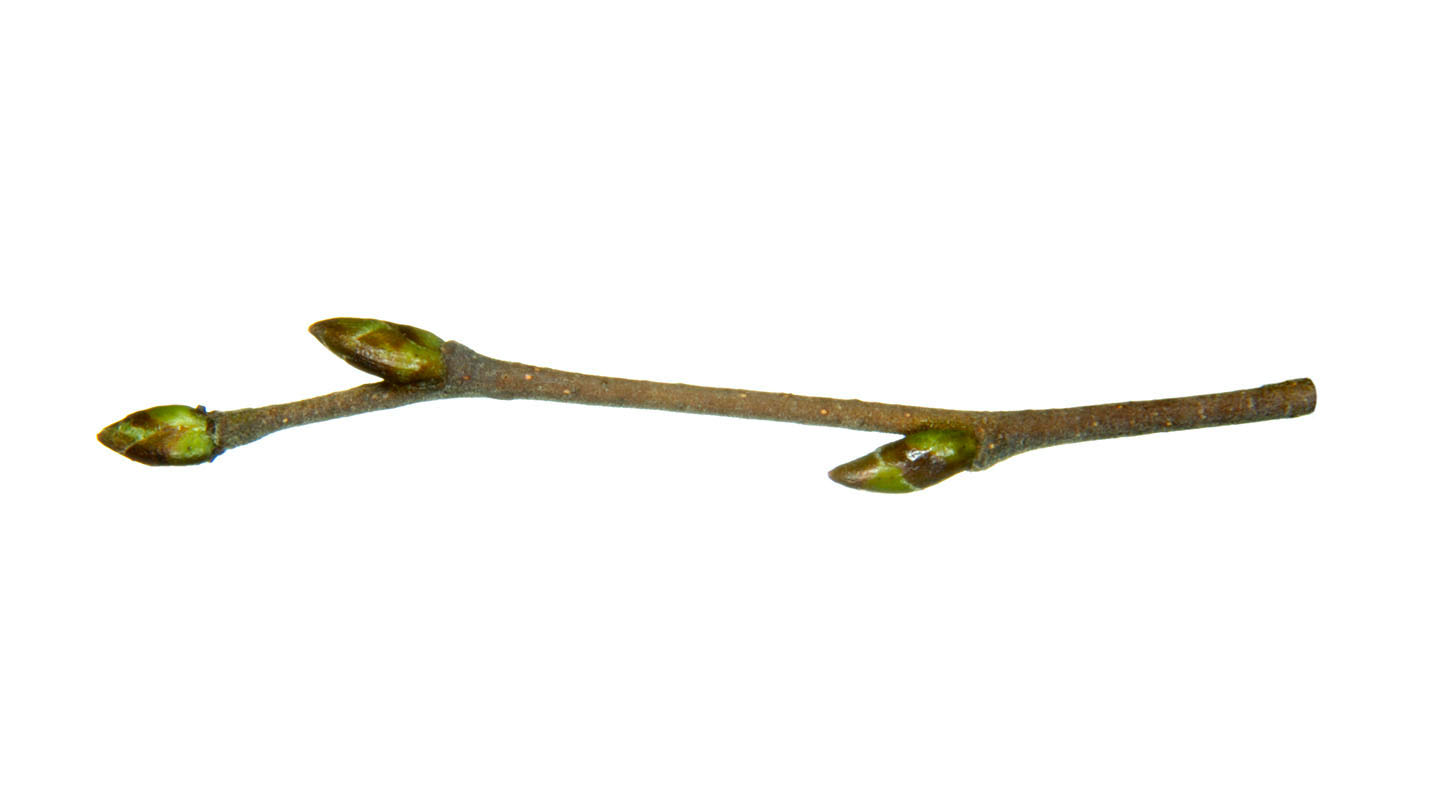 Silver Birch (Betula pendula) - British Trees - Woodland Trust