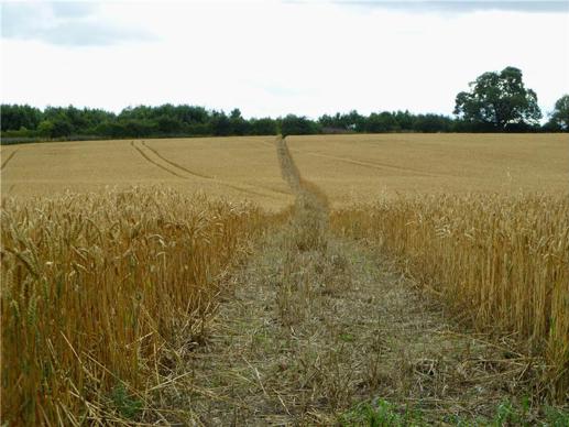 Laurel Farm Wood - Woodland Trust