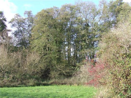 Primrose Wood - Woodland Trust