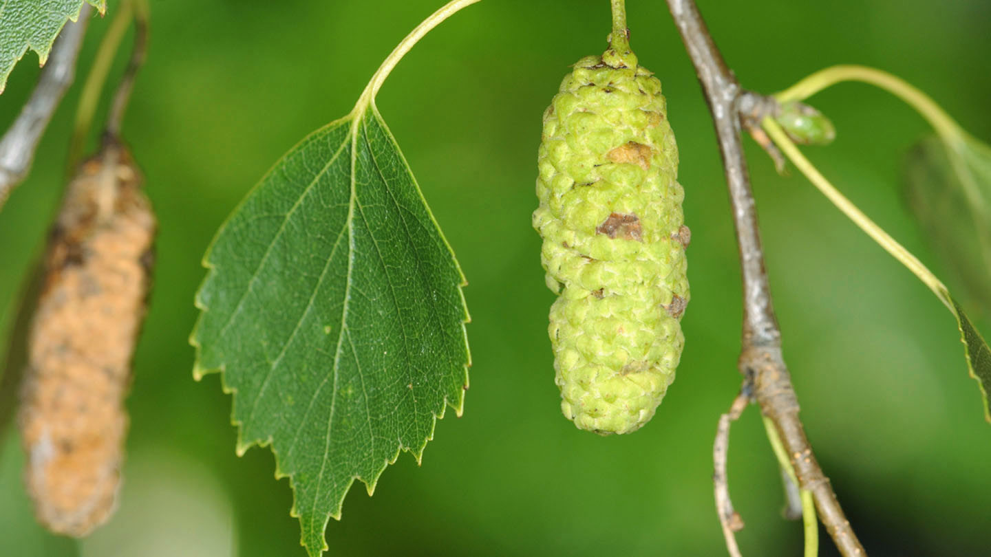 Silver Birch (Betula pendula) - British Trees - Woodland Trust