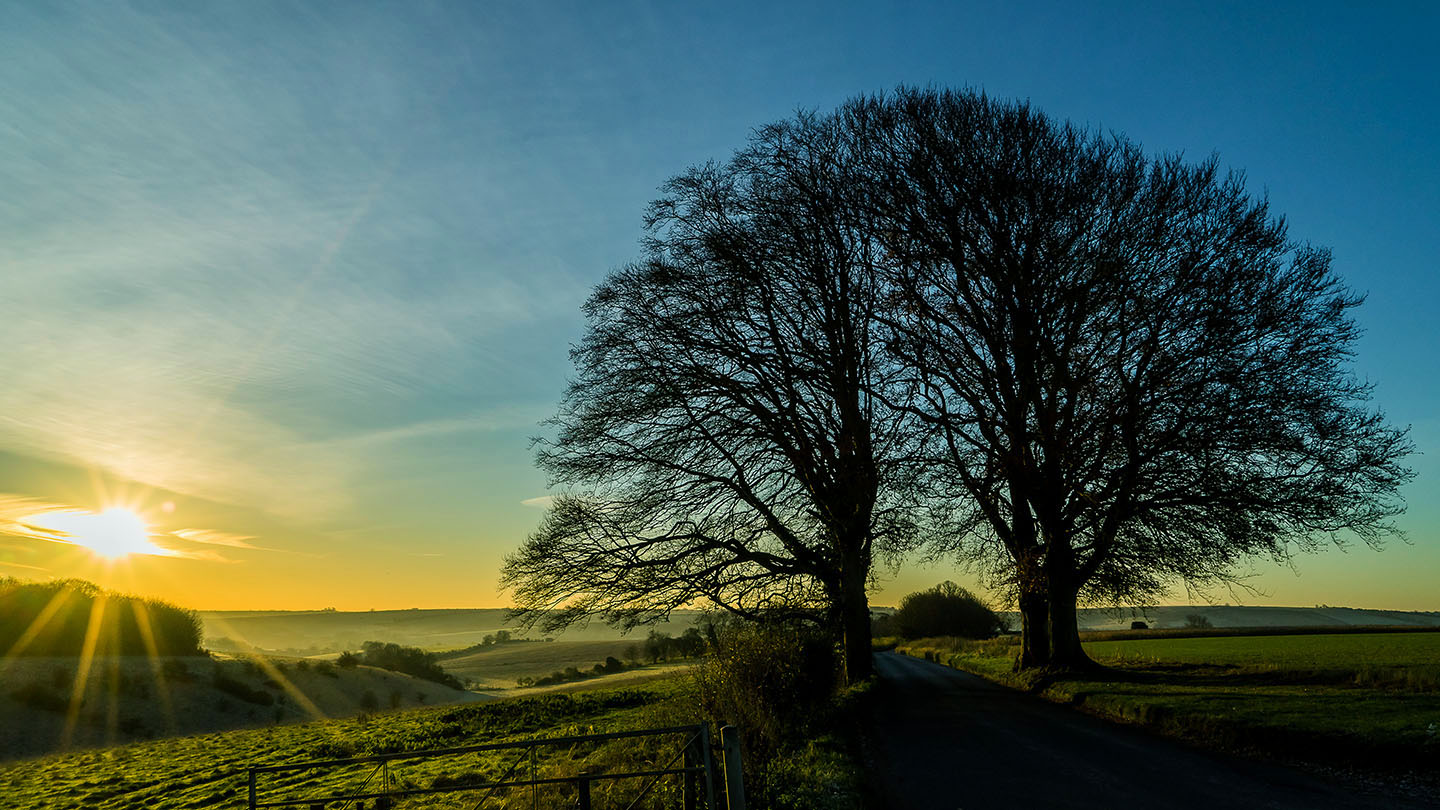 Beech, common (Fagus sylvatica) - Woodland Trust