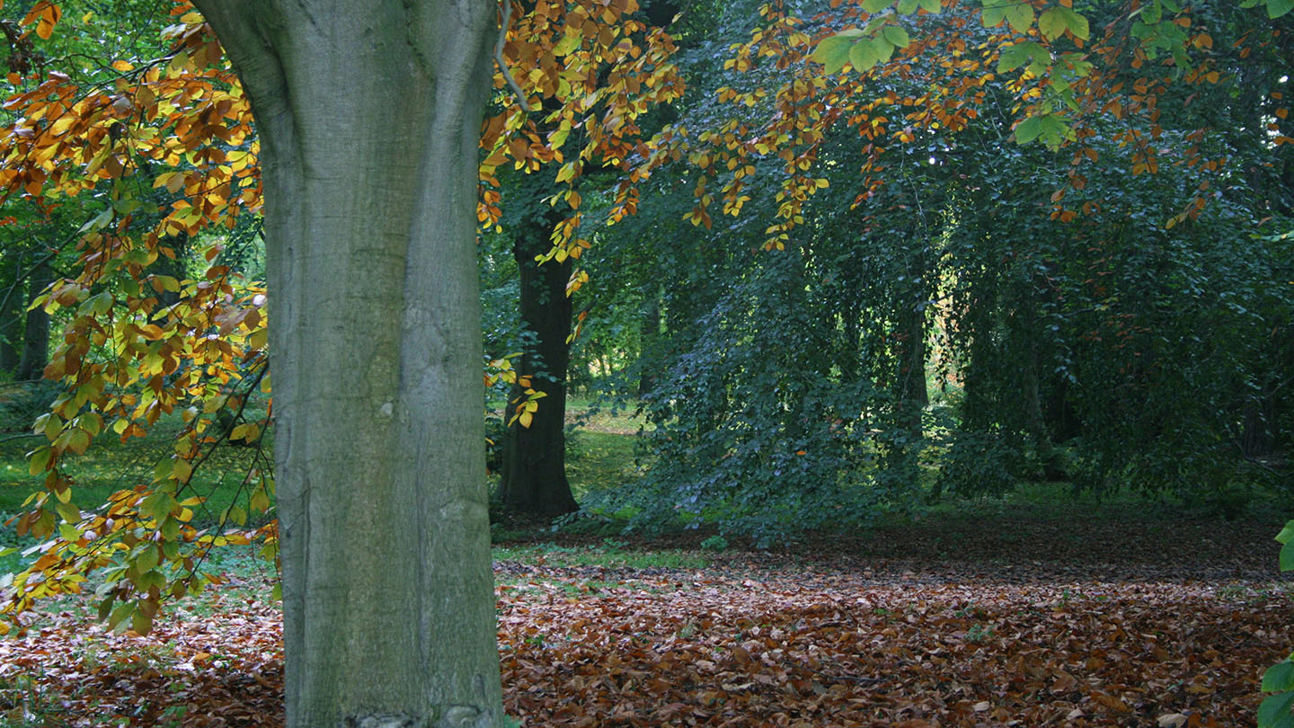 Beech, common (Fagus sylvatica) - Woodland Trust