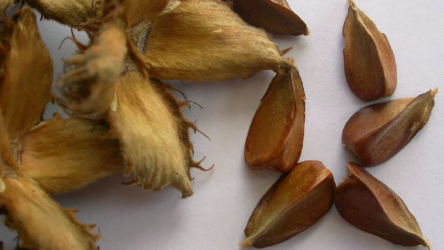 Beech, common (Fagus sylvatica) - Woodland Trust