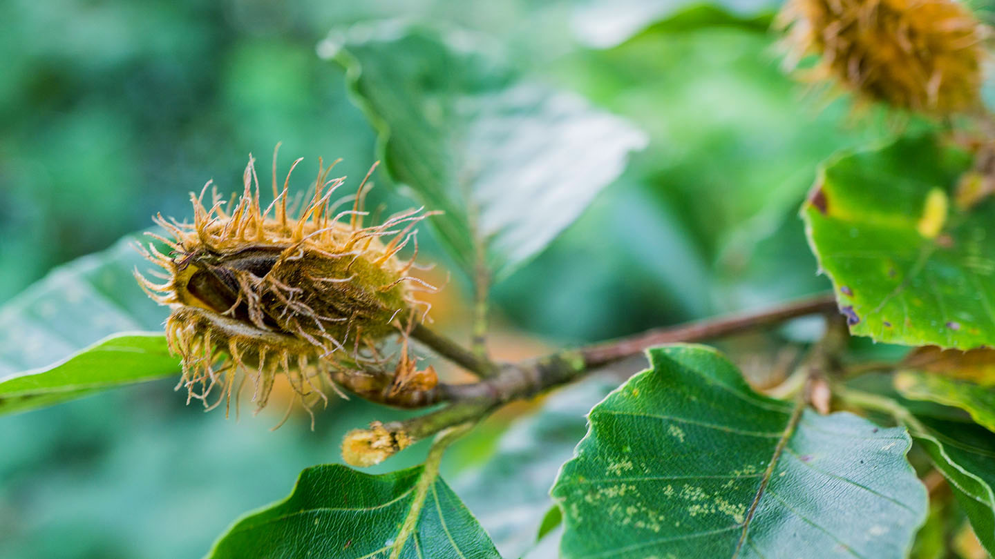 Beech, common (Fagus sylvatica) - Woodland Trust
