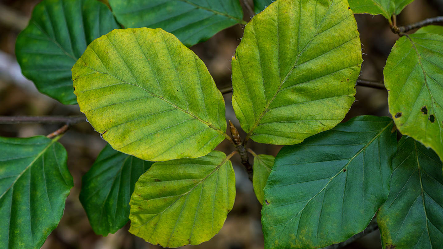 Beech Tree Facts: Purple Leaves and Rippled Bark - Woodland Trust