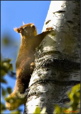 Portmoak Moss - Woodland Trust