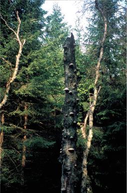 Portmoak Moss - Woodland Trust