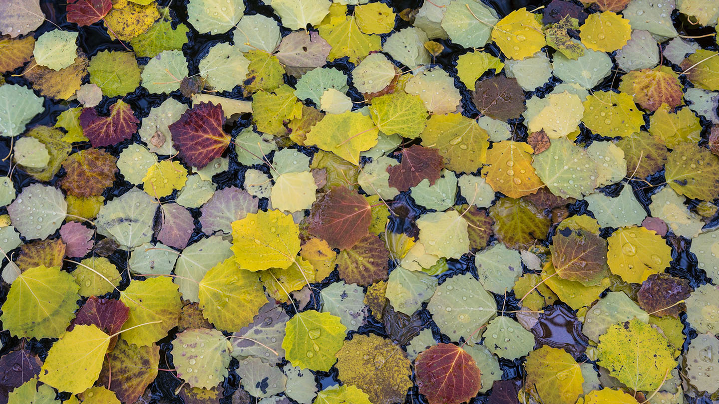 Aspen (Populus tremula) - British Trees - Woodland Trust
