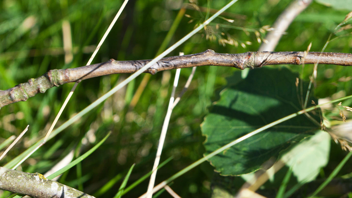 Aspen (Populus tremula) - British Trees - Woodland Trust