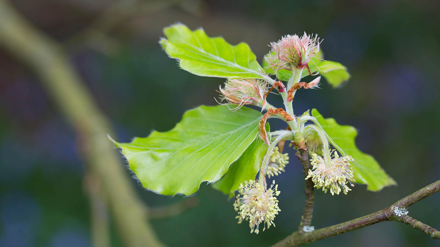 Beech, common (Fagus sylvatica) - Woodland Trust