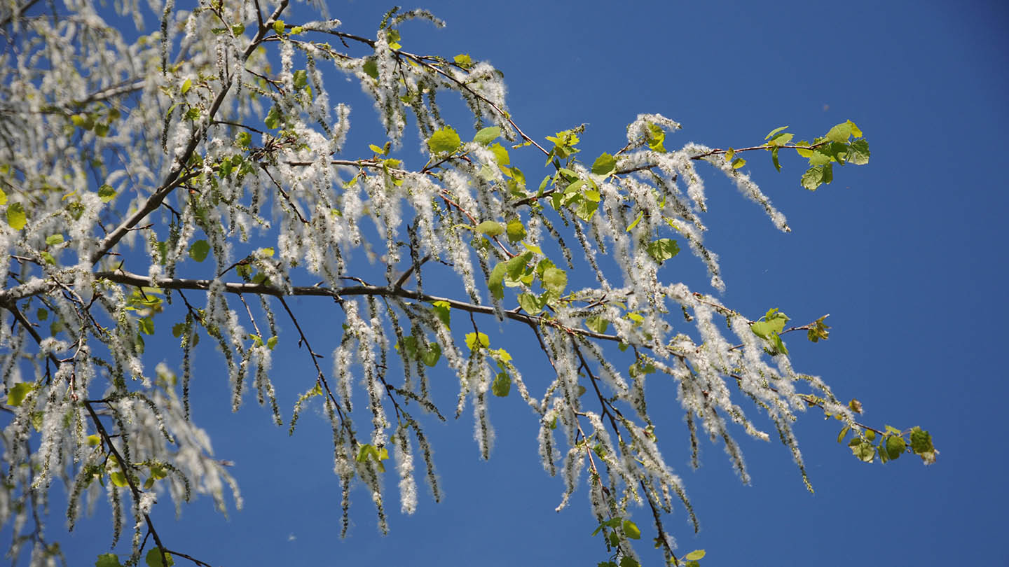 Aspen (Populus tremula) - British Trees - Woodland Trust