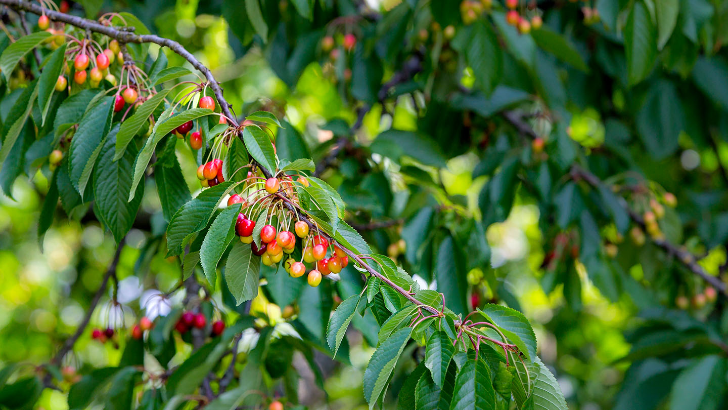 Sour Cherry (Prunus cerasus) - British Trees - Woodland Trust