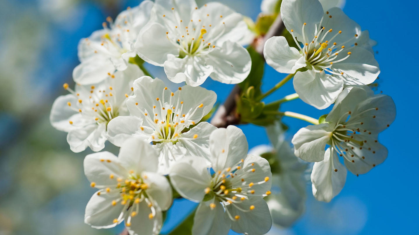 Sour Cherry (Prunus cerasus) - British Trees - Woodland Trust