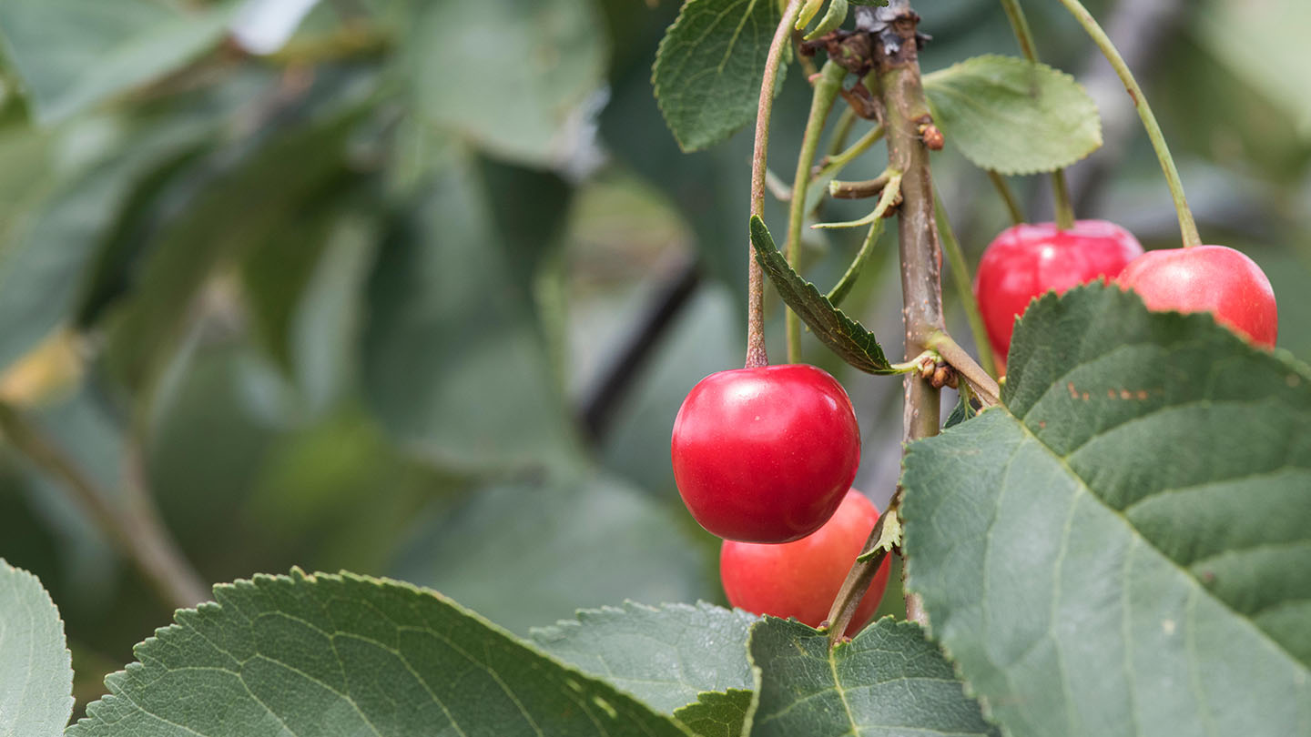 Cherry Fruit Tree In Winter