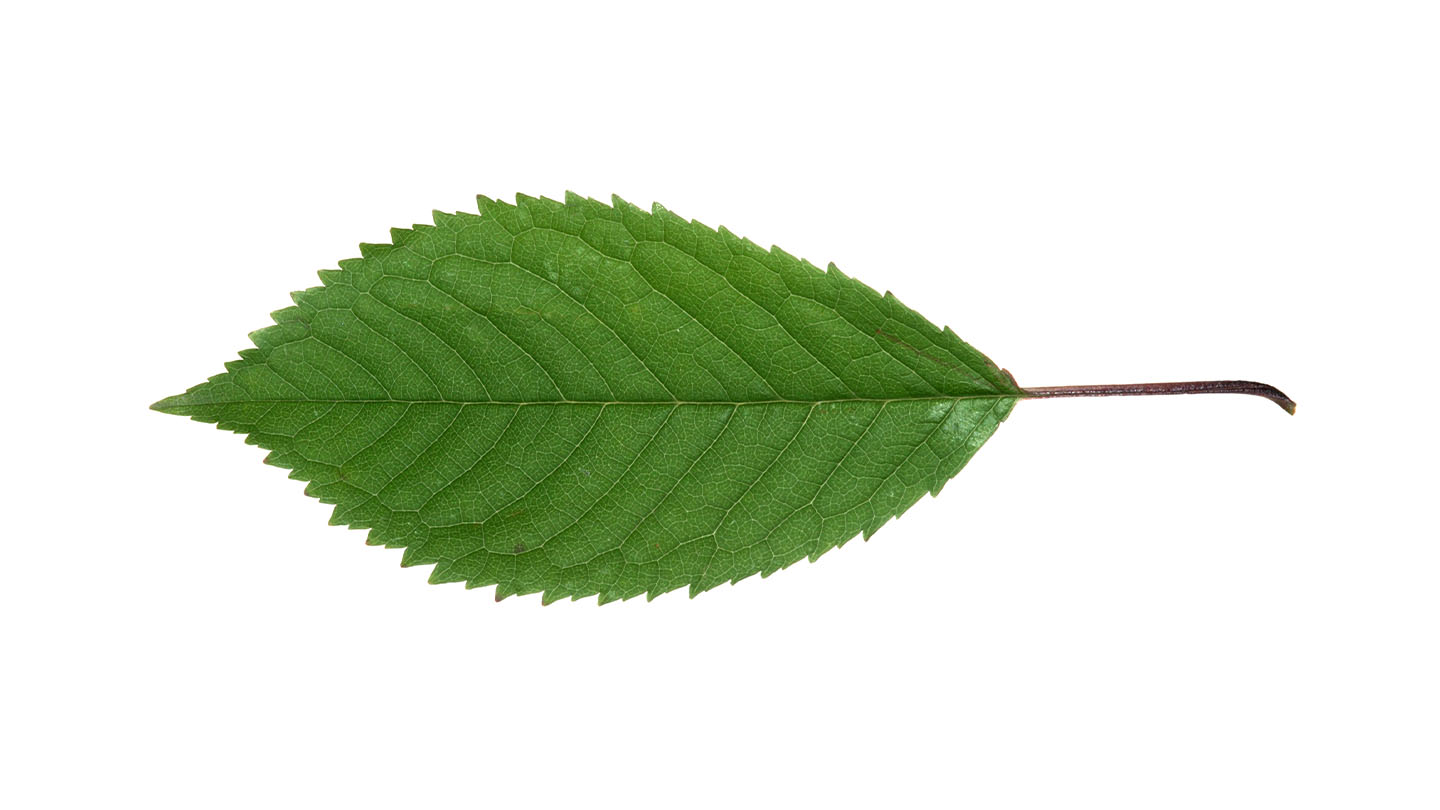 Cherry Leaves