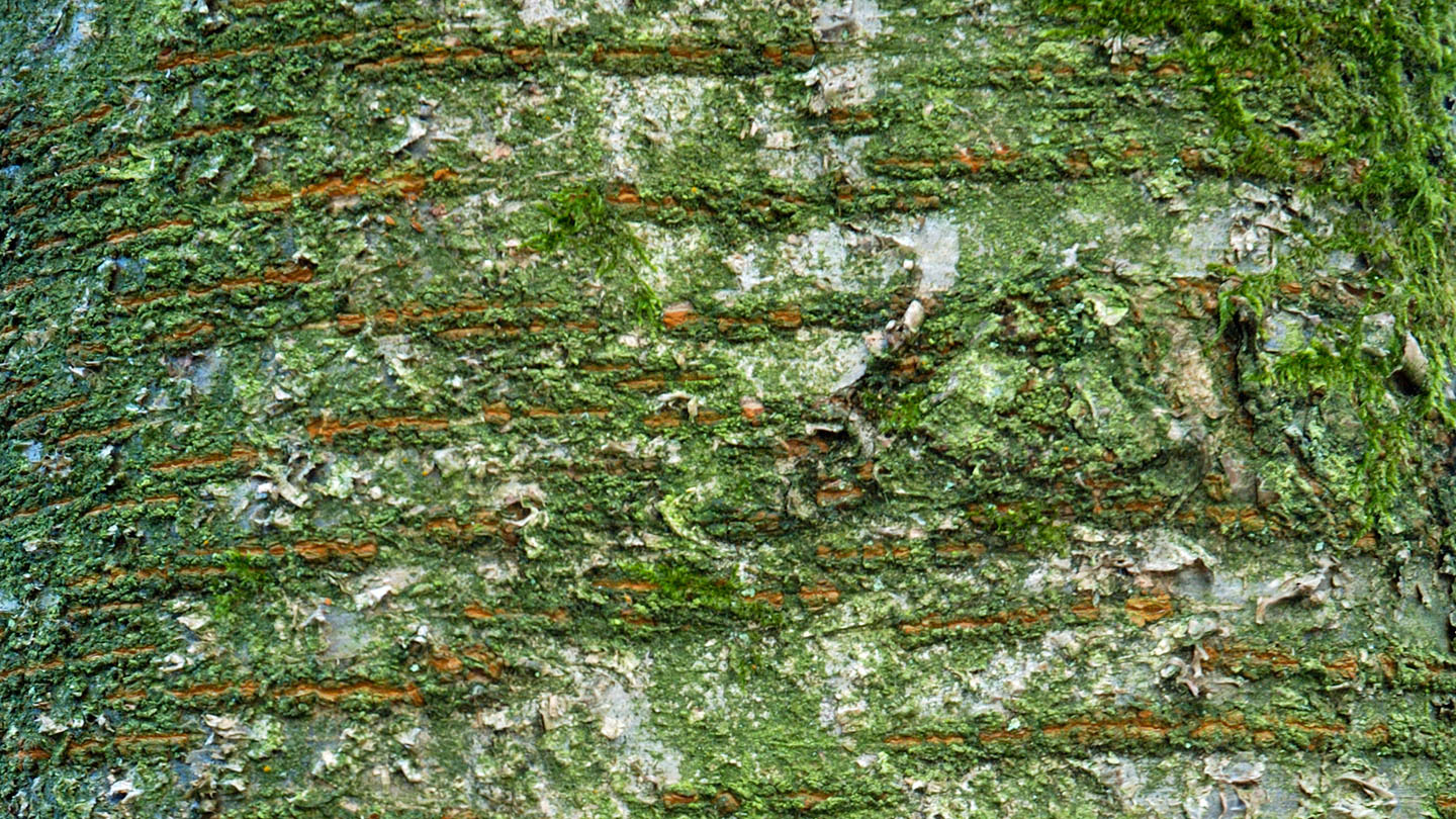 Wild cherry (Prunus avium) - British Trees - Woodland Trust