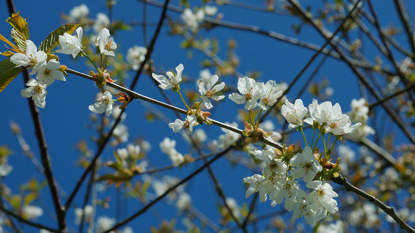 Wild cherry (Prunus avium) - British Trees - Woodland Trust