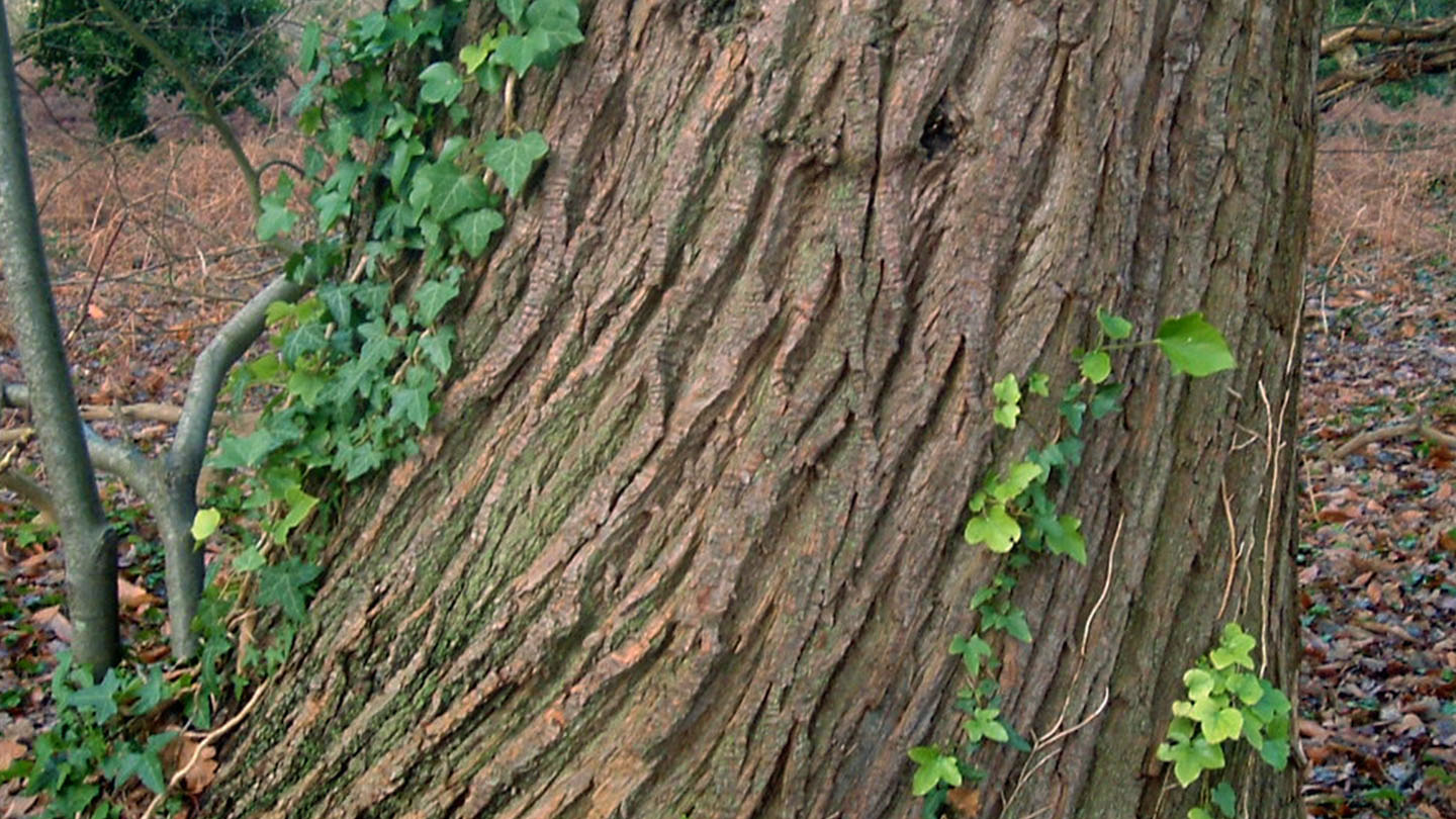 Sweet Chestnut (Castanea sativa) - Woodland Trust