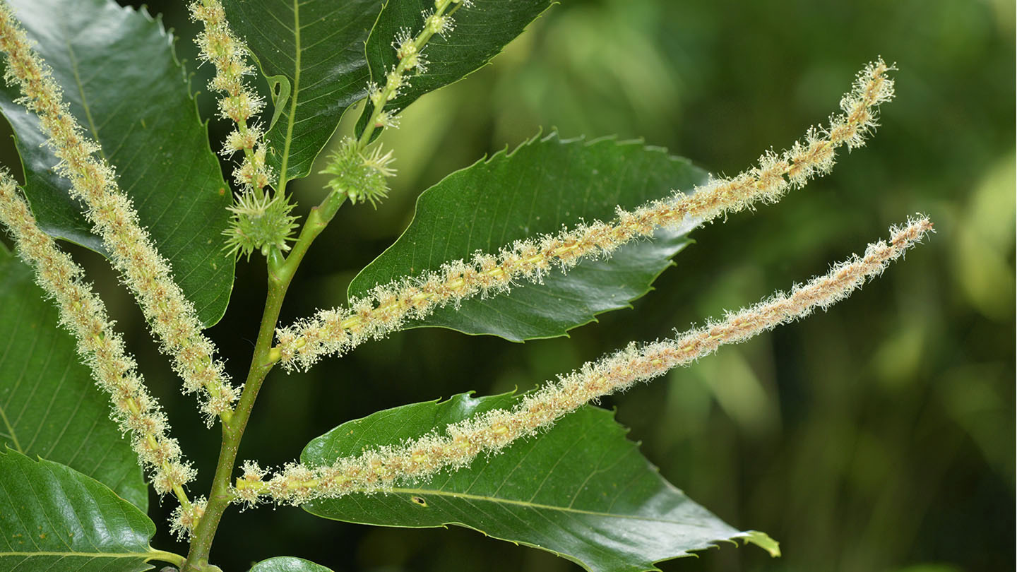 Sweet Chestnut (Castanea sativa) - Woodland Trust