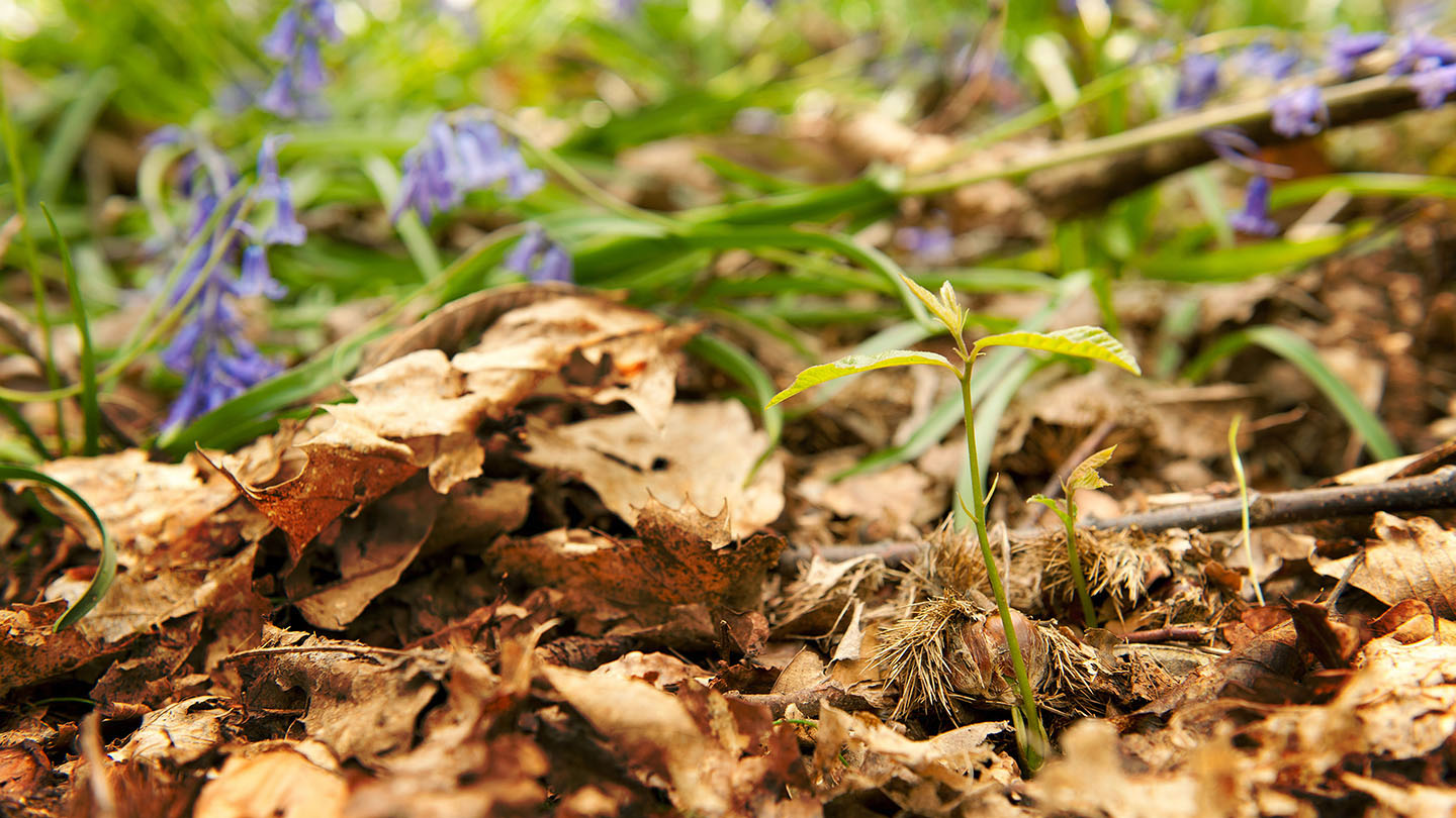 Sweet Chestnut (Castanea sativa) - Woodland Trust