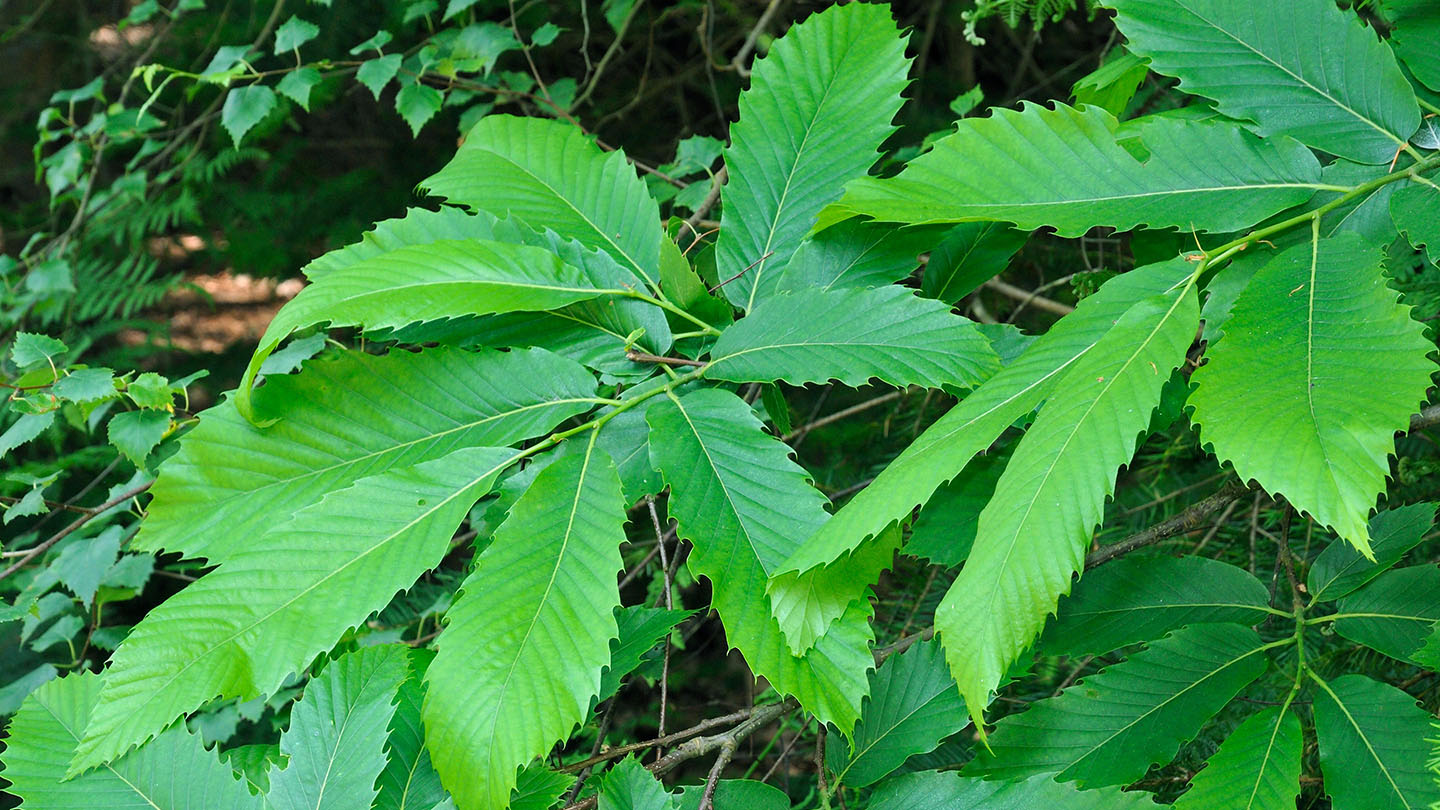 Chestnut Plant