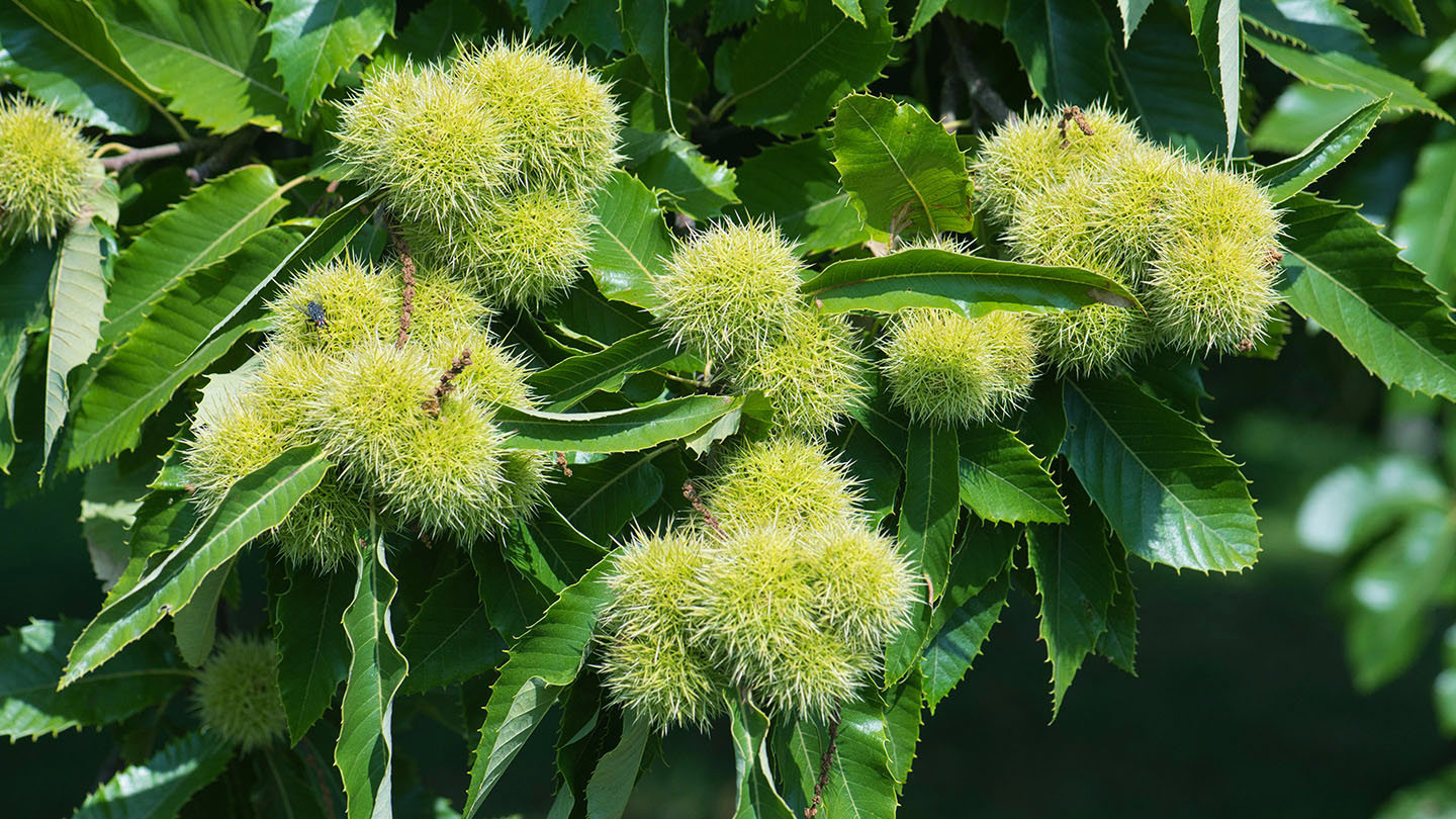 Sweet Chestnut (Castanea sativa) - Woodland Trust