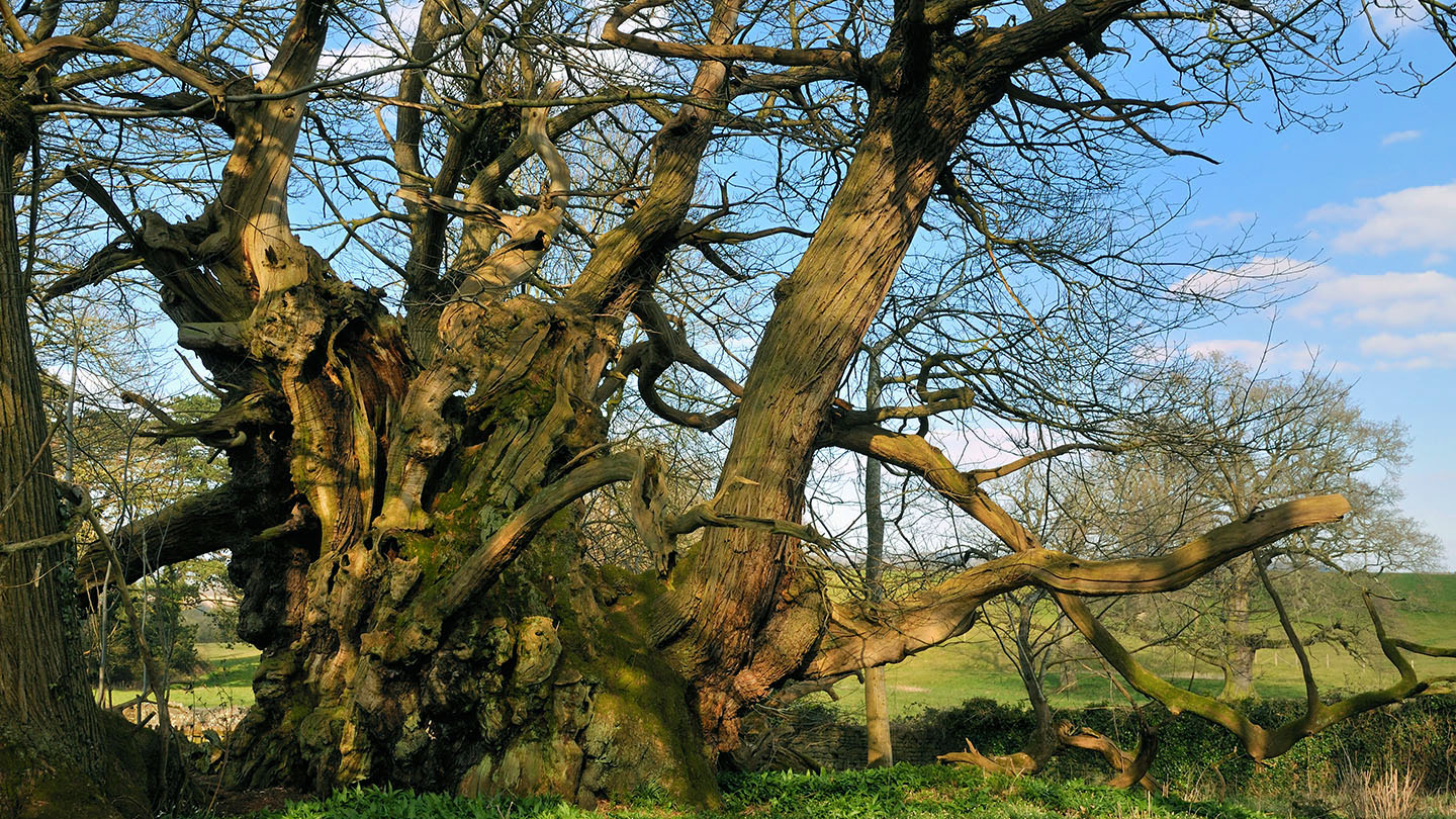 Sweet Chestnut Tree