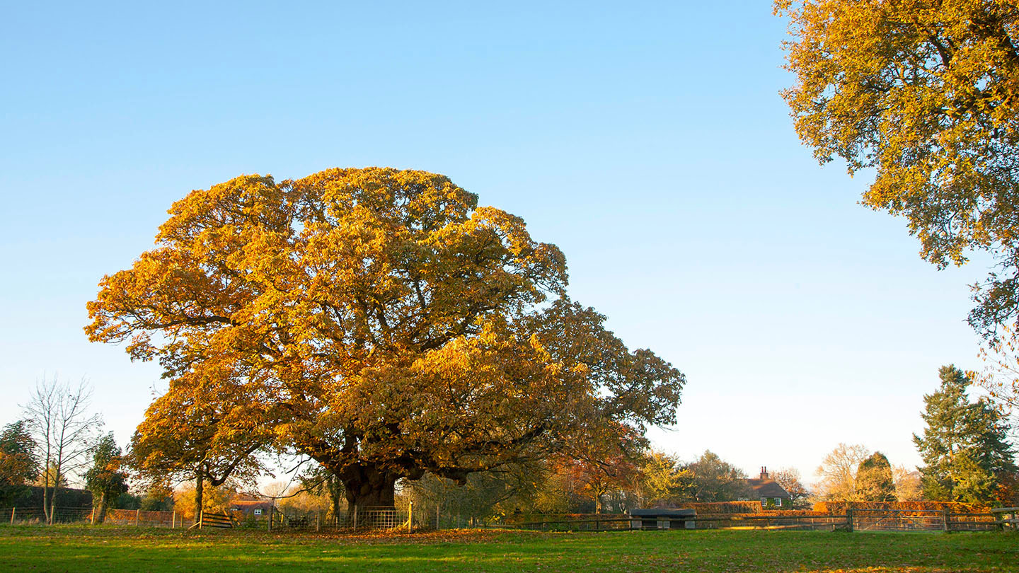 Sweet Chestnut (Castanea sativa) - Woodland Trust