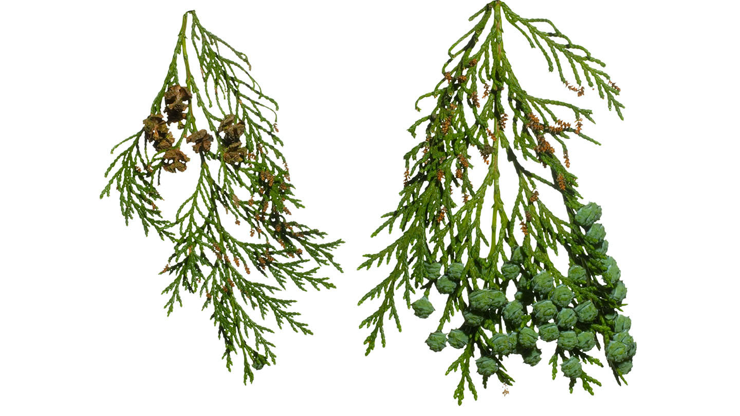 Leyland Cypress (Cupressus x leylandii) - Woodland Trust