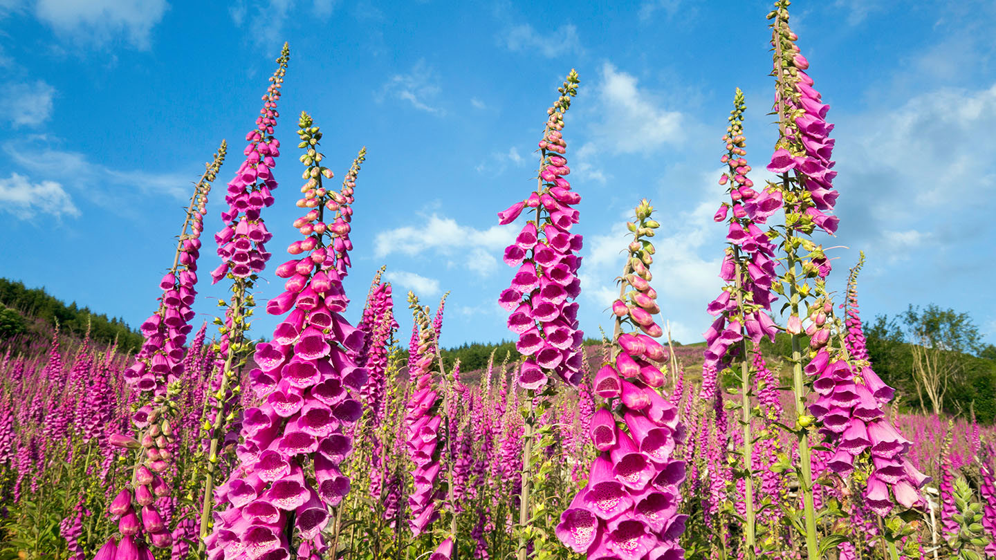 Foxglove and Other Poisonous Plants - Woodland Trust