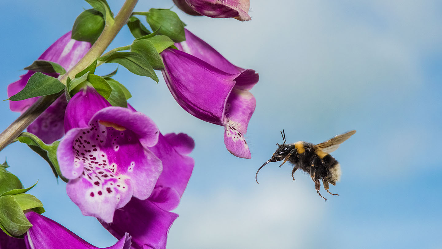 Foxglove (Digitalis purpurea) - British Plants - Woodland Trust