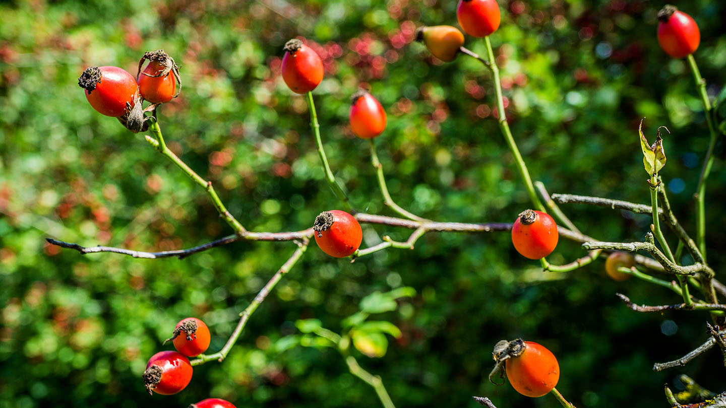 Dog Rose (Rosa canina) - British Plants - Woodland Trust