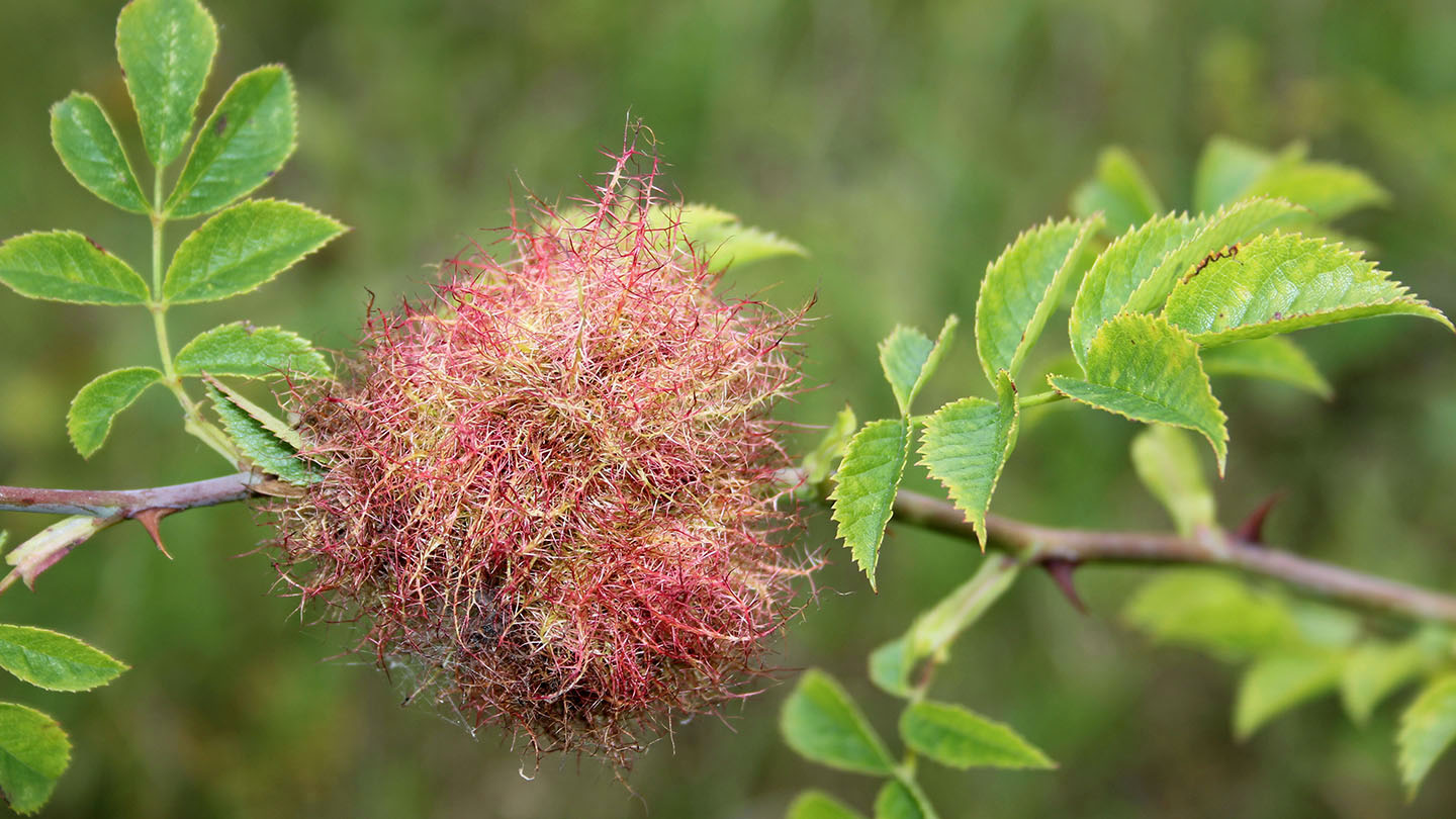Dog Rose (Rosa canina) - British Plants - Woodland Trust