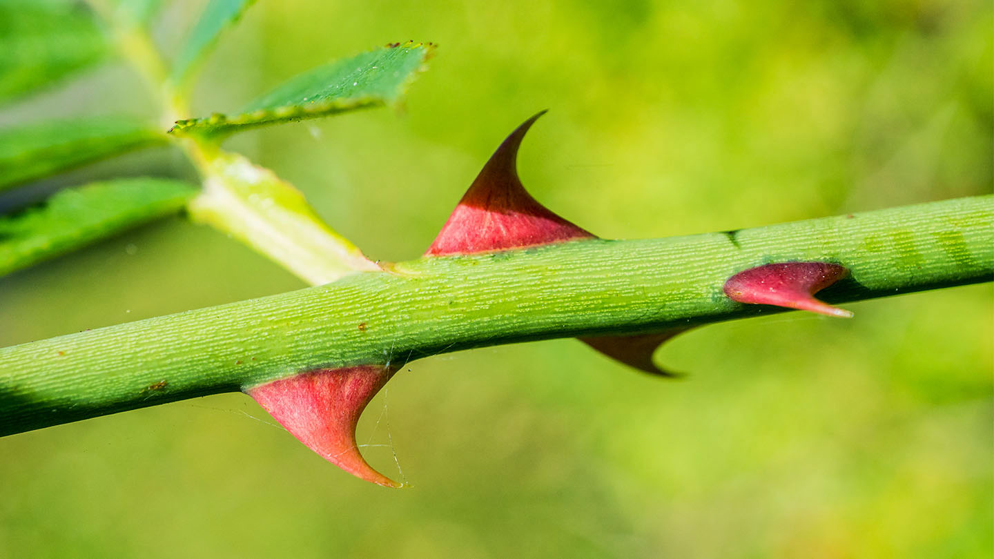 Dog Rose (Rosa canina) - British Plants - Woodland Trust