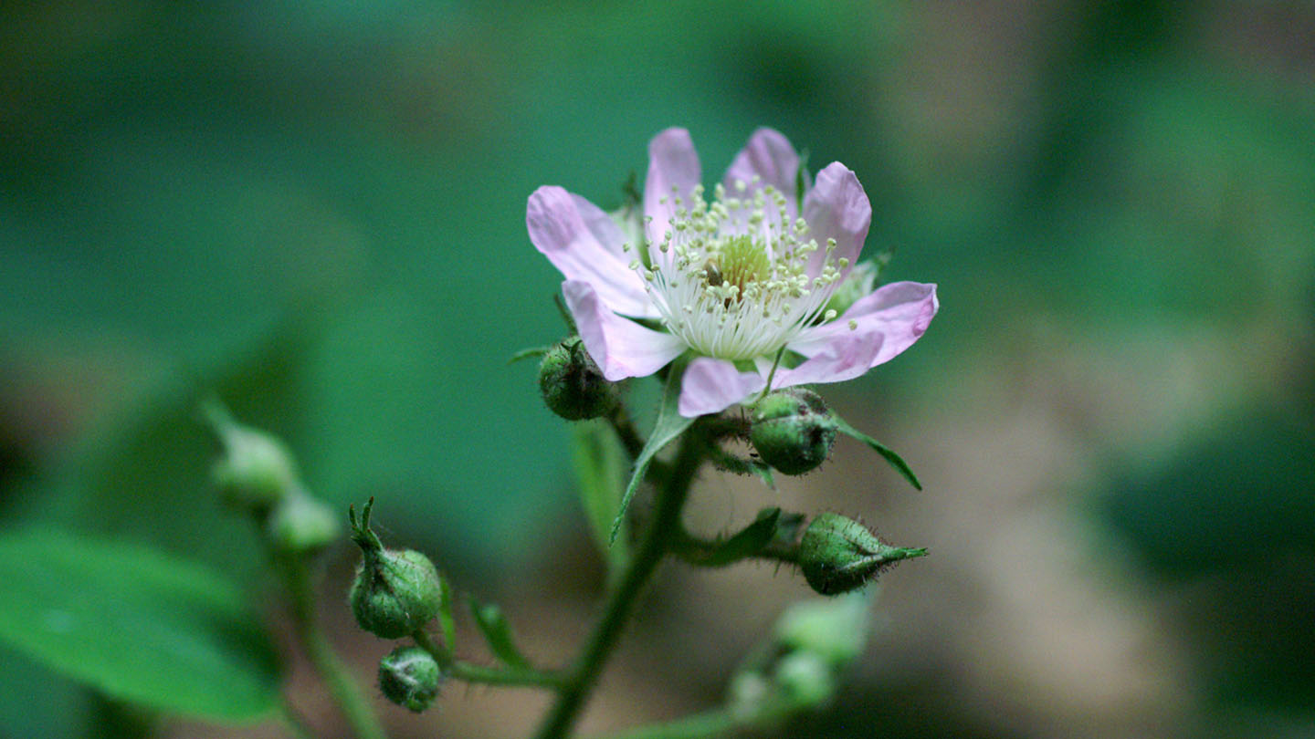 Bramble (Rubus fruticosus) - British Plants - Woodland Trust