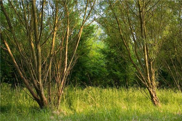 Daeda's Wood - Woodland Trust