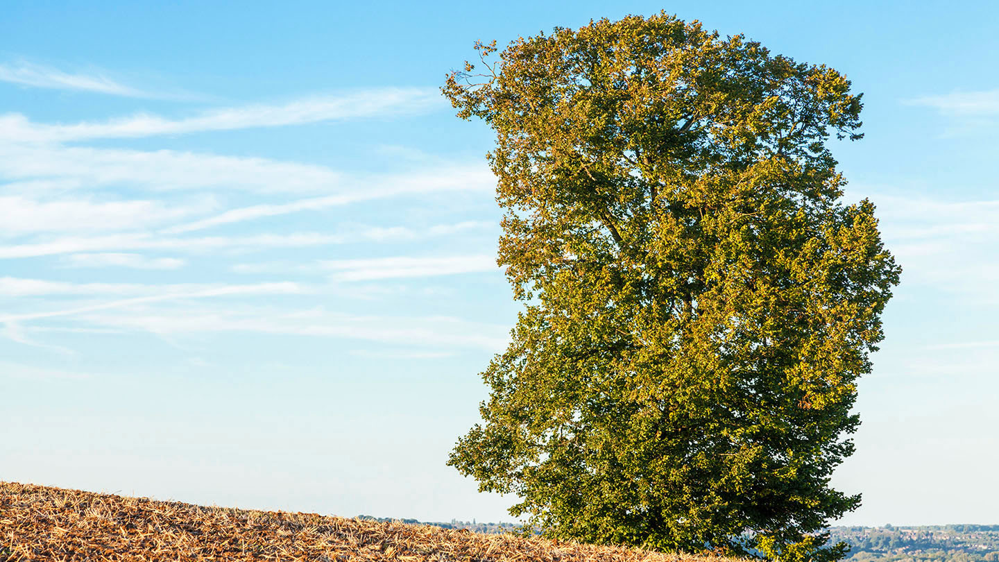 English Elm (Ulmus procera) - British Trees - Woodland Trust
