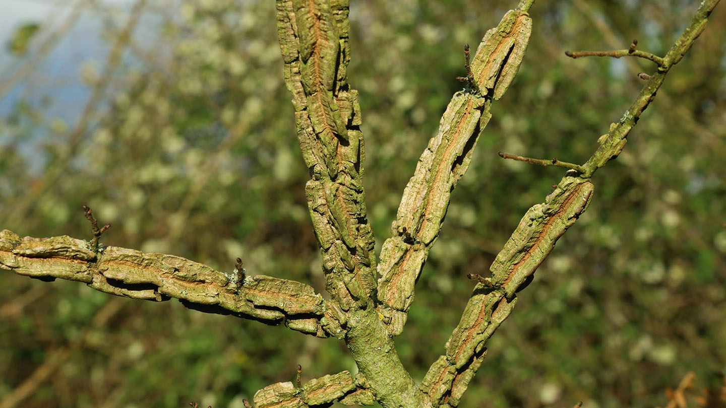 English Elm (Ulmus procera) - British Trees - Woodland Trust