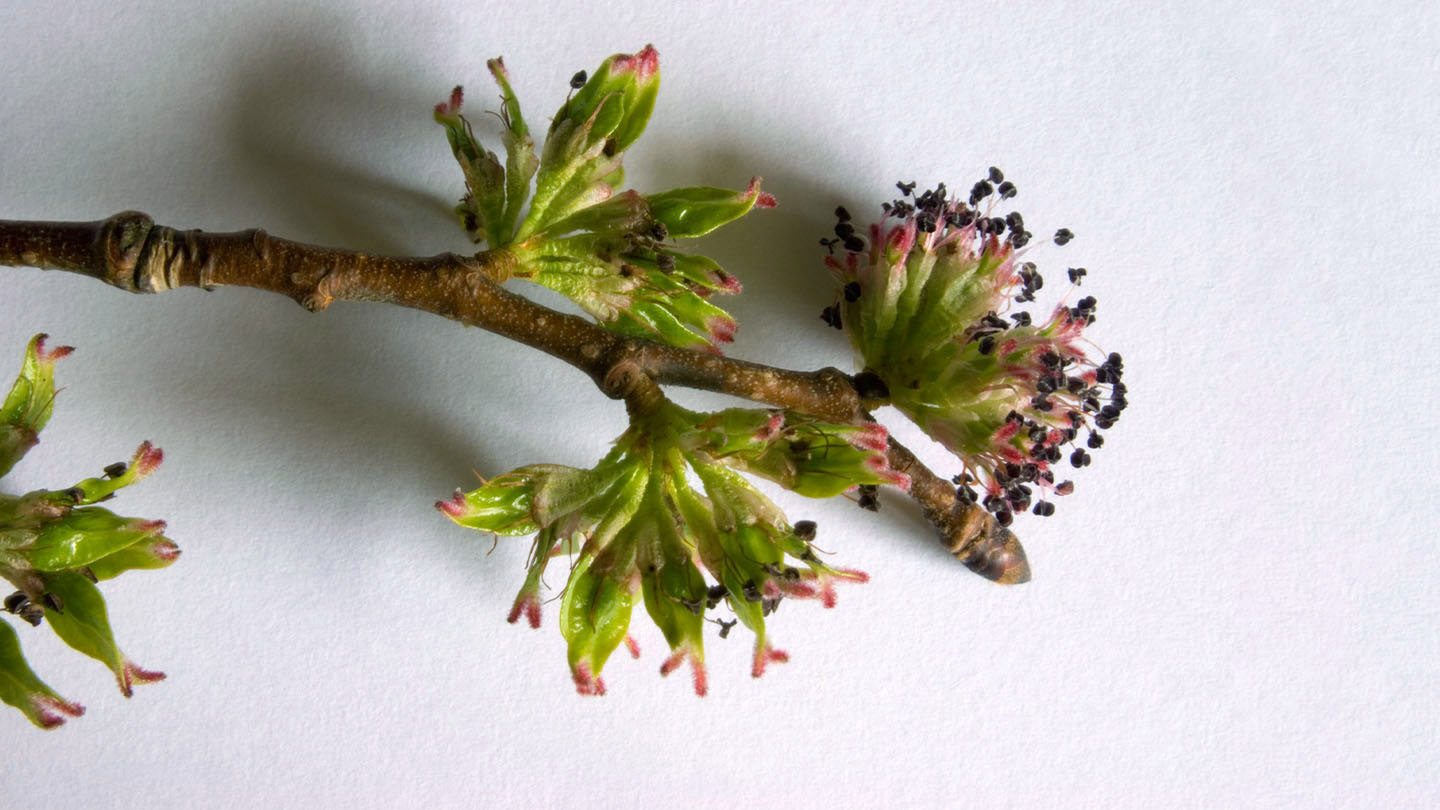 English Elm (Ulmus procera) - British Trees - Woodland Trust