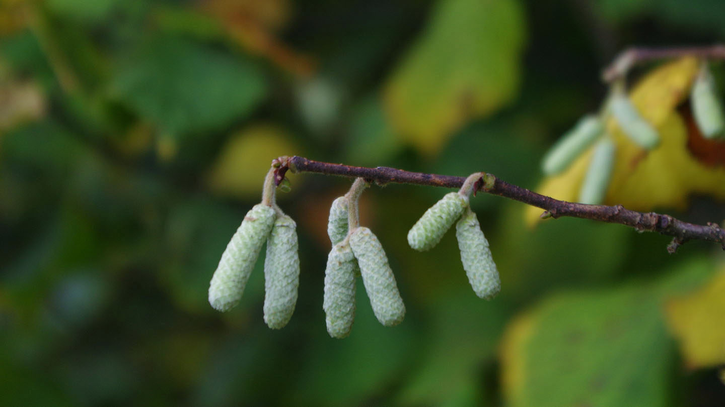Hazel (Corylus avellana) - British Trees - Woodland Trust