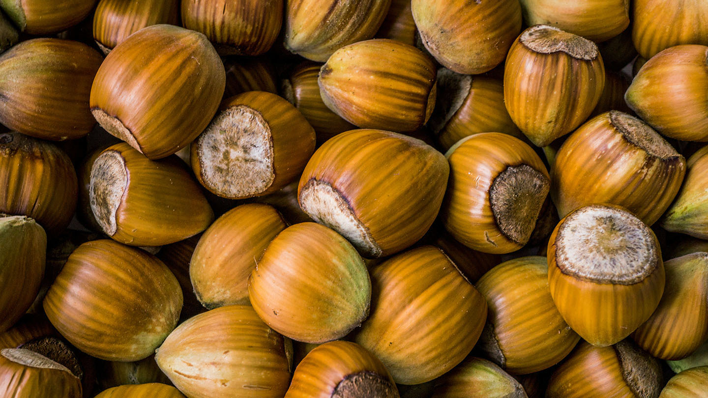 Hazel (Corylus avellana) - British Trees - Woodland Trust